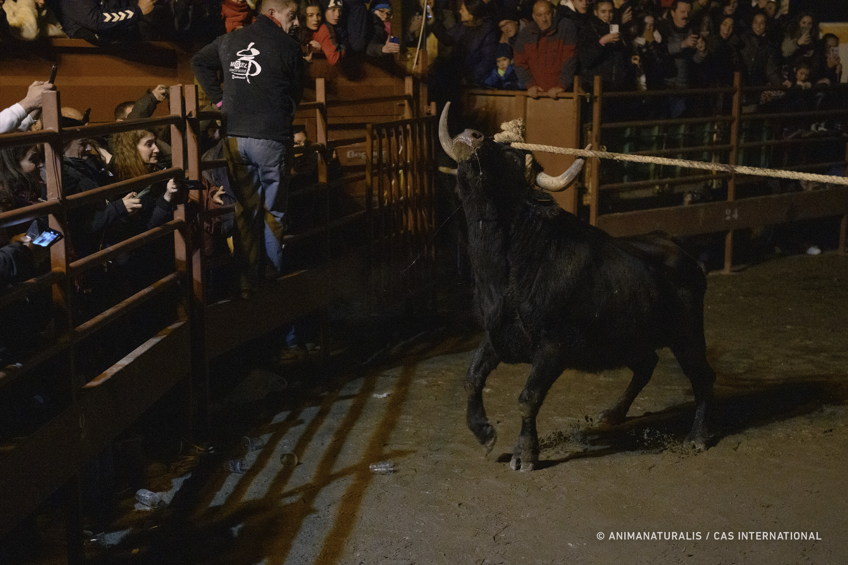 Medinaceli: A Tradition That Persists at the Expense of Animal ...