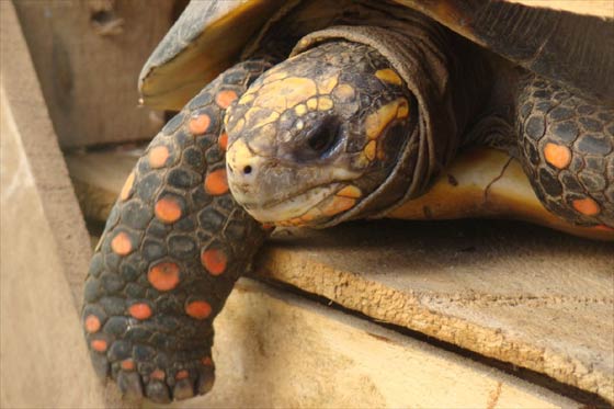 Morrocoy animal - Imagui